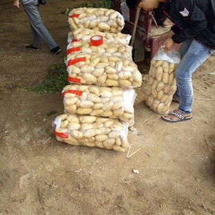 2026年土豆价格走势分析与春节行情预测｜产地报价+供需趋势全解读