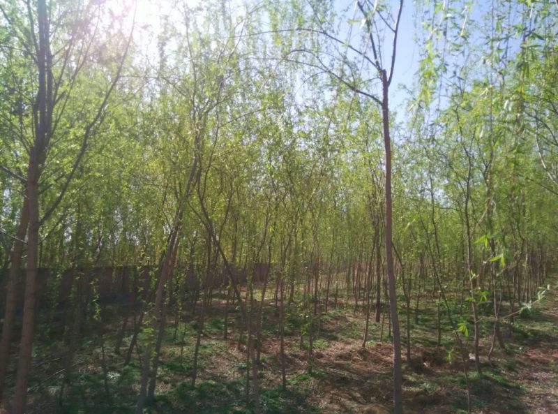 [柳树批发]北京顺义区柳树 15.00元/棵垂柳 4~6cm 4 _ 一亩田