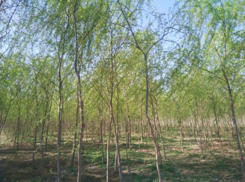 [柳树批发]北京顺义区柳树 15.00元/棵垂柳 4~6cm 4 _ 一亩田