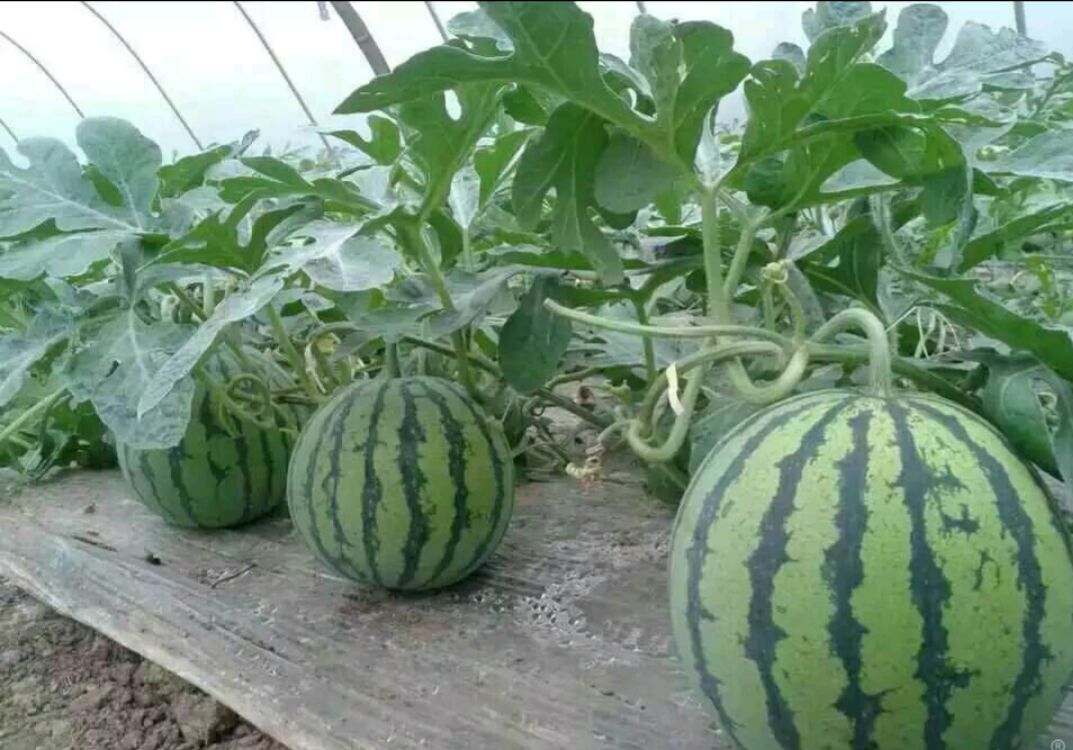 抱8424西瓜,8424西瓜园,8424西瓜切_大山谷图库