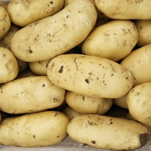 2026年山东平度土豆价格走势分析_春节前行情预测与供需解读