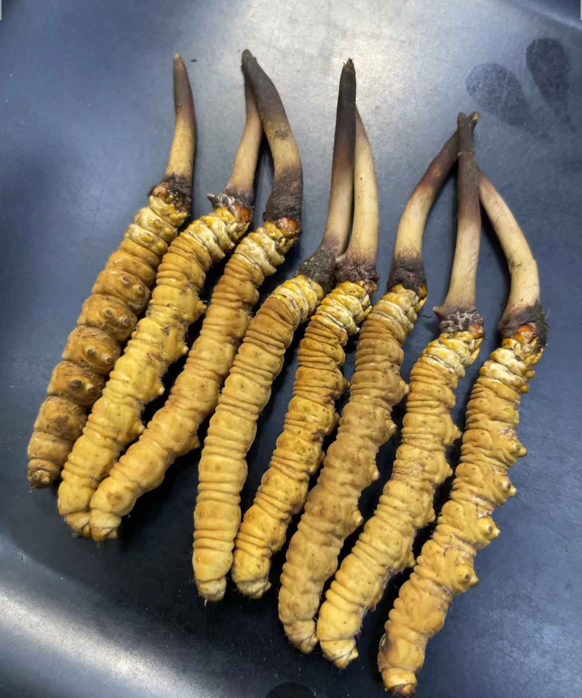 [虫草批发]西藏那曲比如县虫草 48.00元/棵西藏新鲜虫草开刷 _ 一亩田