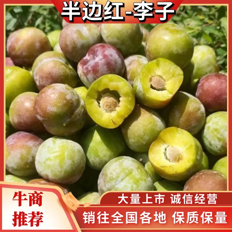 [半边红李子批发]云南昭通绥江县李子 2.60元/斤云南李子绥江 _ 一亩田