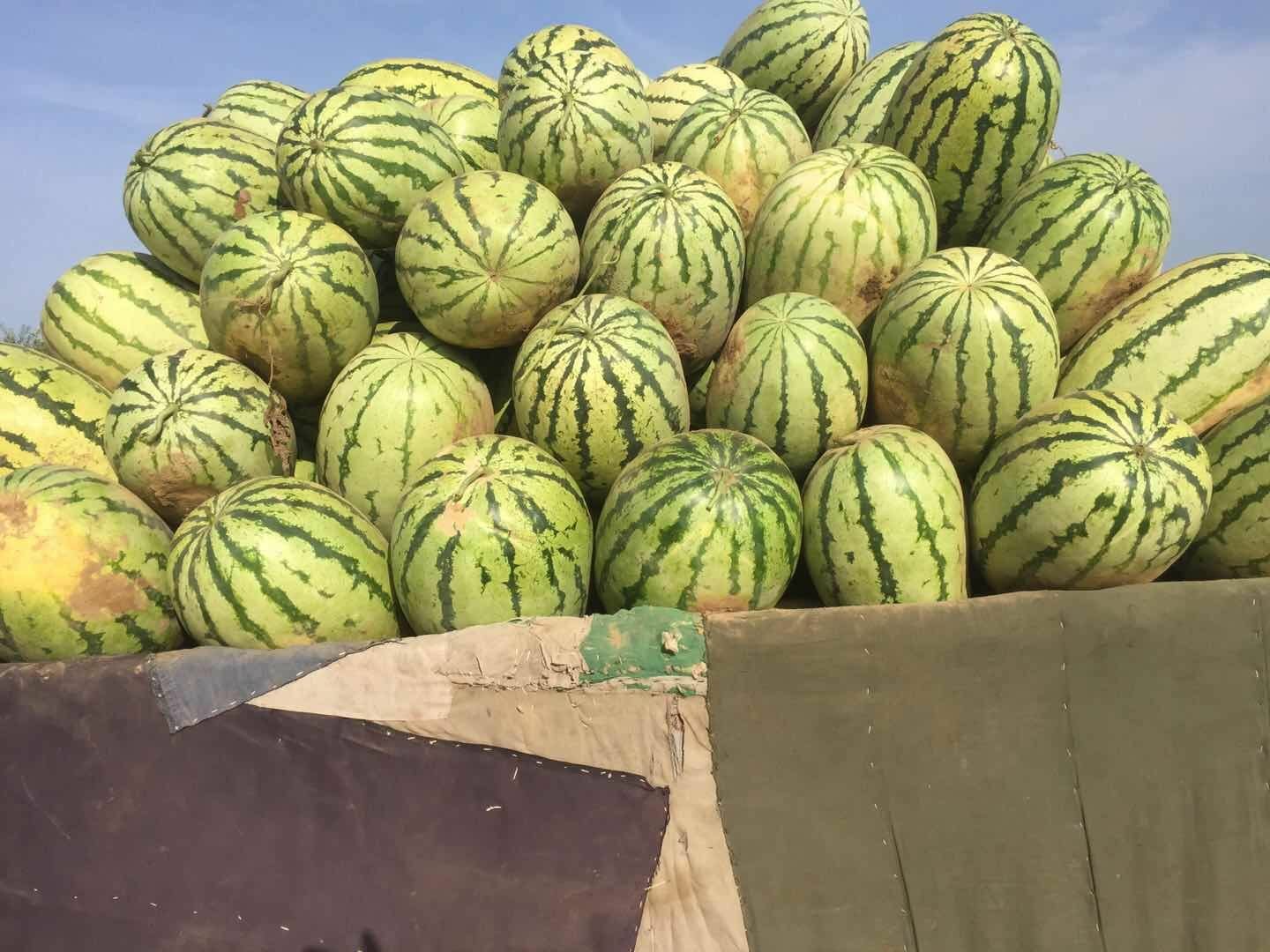 [西瓜批发]山西大同浑源县西瓜 0.48元/斤西瓜🍉 _ 一亩田