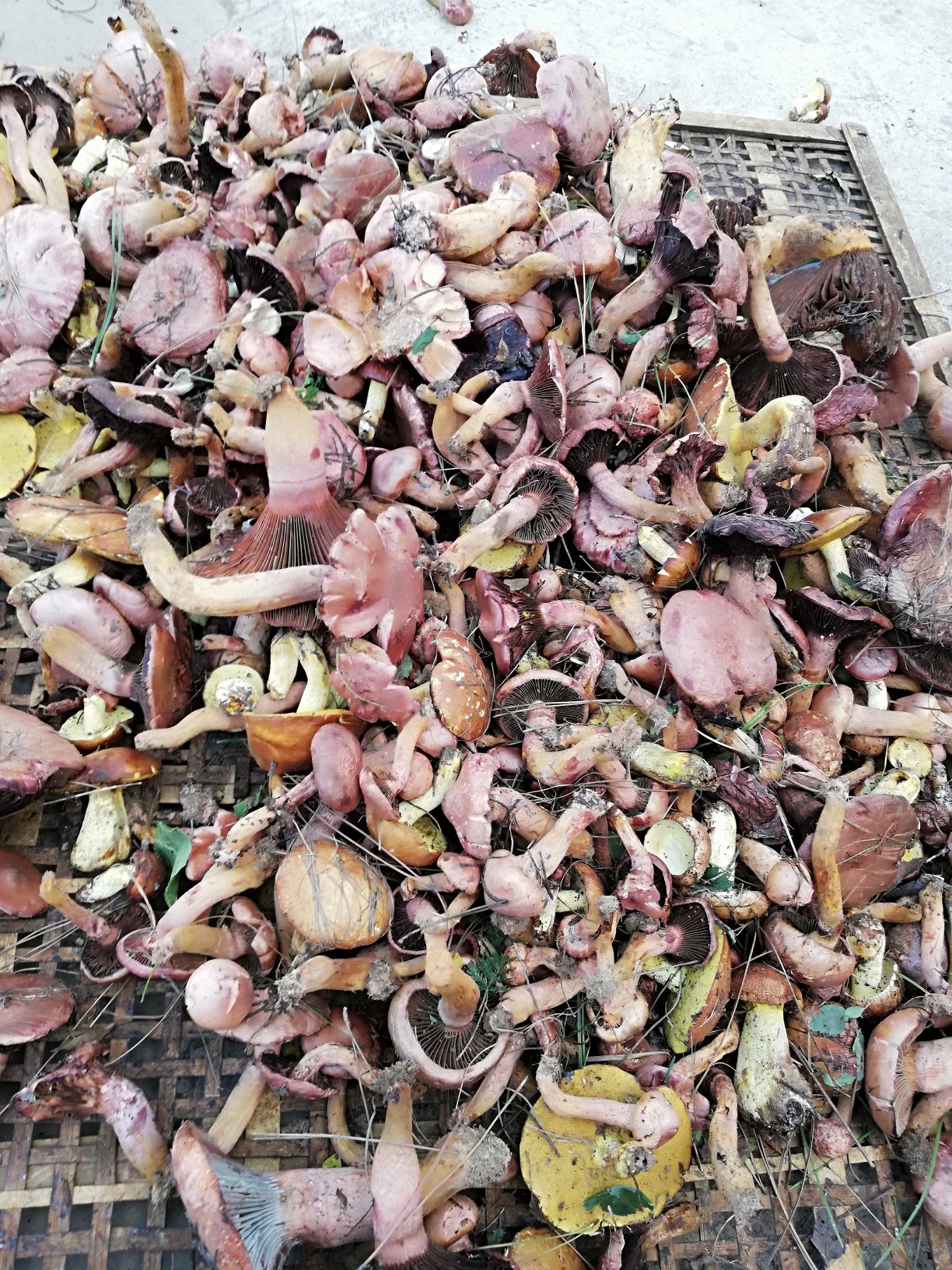 [铆钉菇批发]河北承德平泉市铆钉菇 130.00元/斤红蘑 _ 一亩田