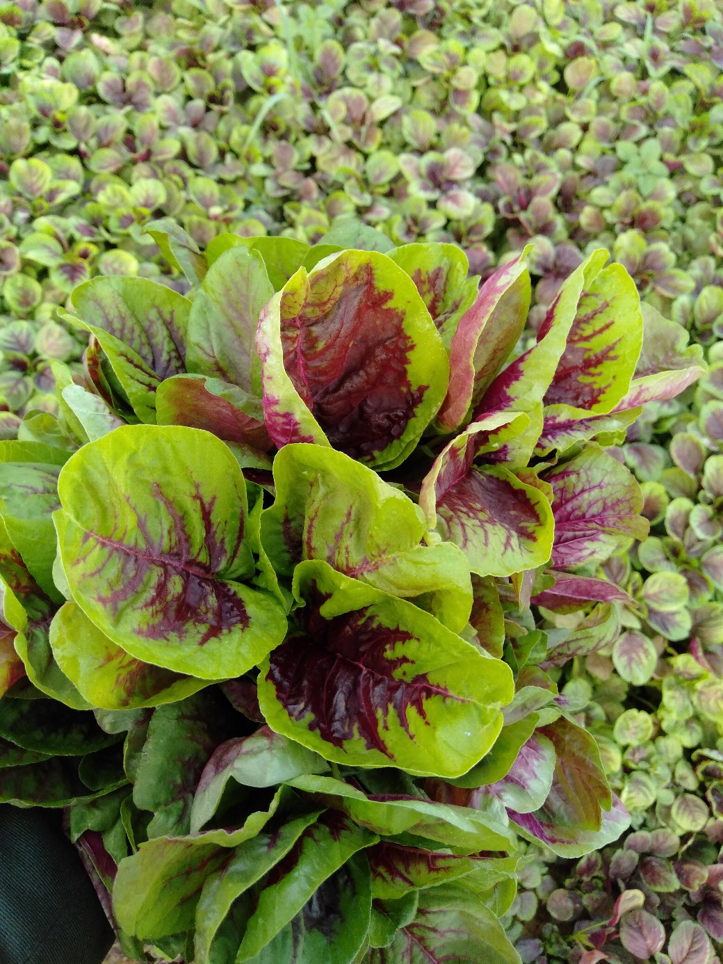 [苋菜批发]湖北襄阳襄州区苋菜 1.00元/斤苋菜 _ 一亩田