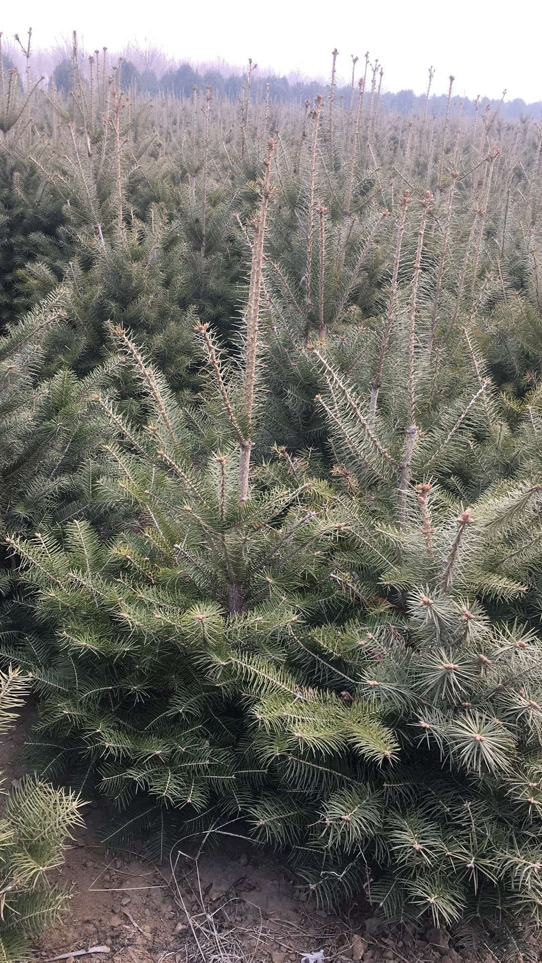 [冷杉批发]山东泰安泰山区松树 450.00元/棵冷杉各种规格工 _ 一亩田