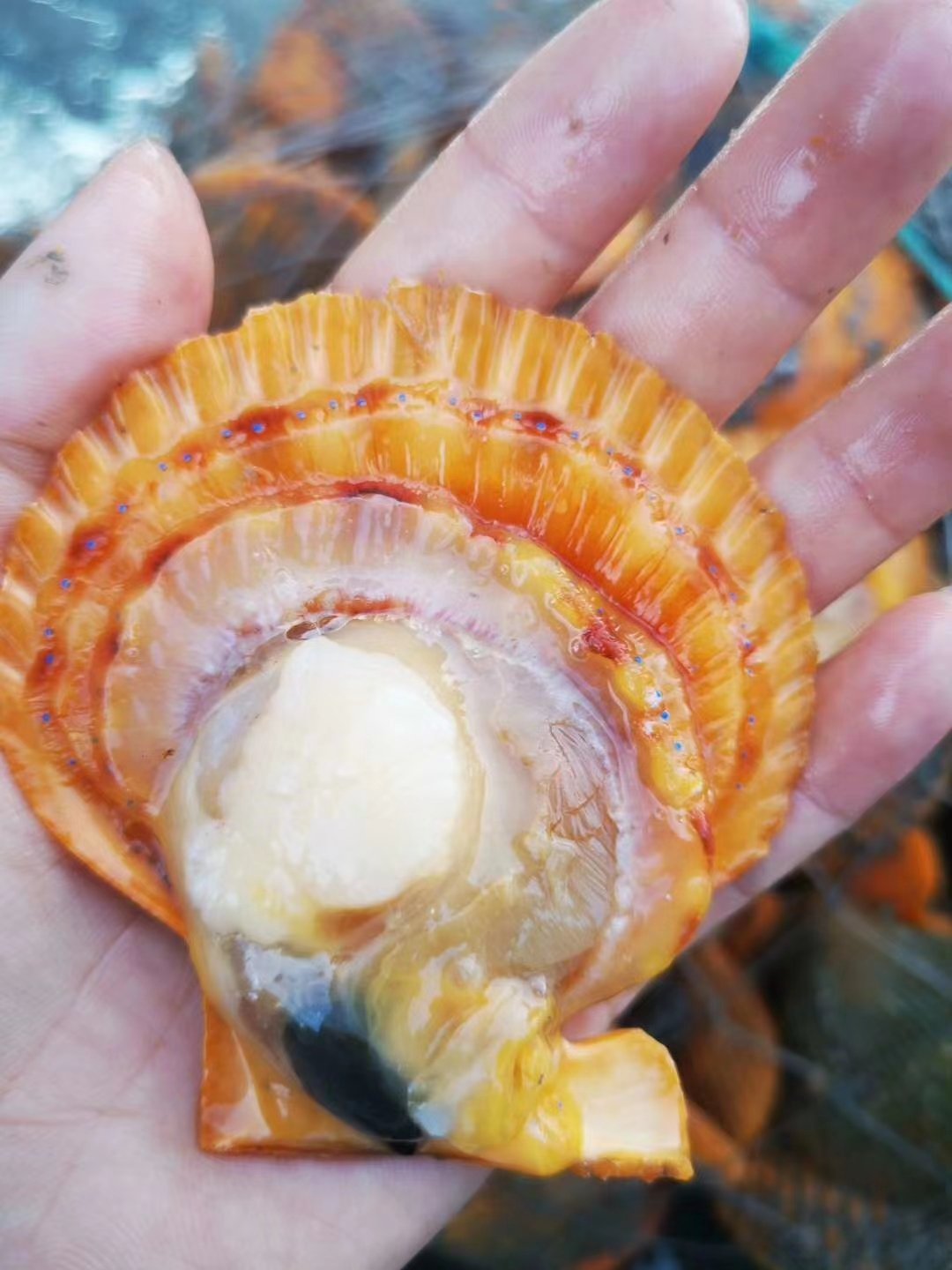 [黄金扇贝批发]广东湛江霞山区扇贝 130.00元/袋黄金扇贝 _ 一亩田