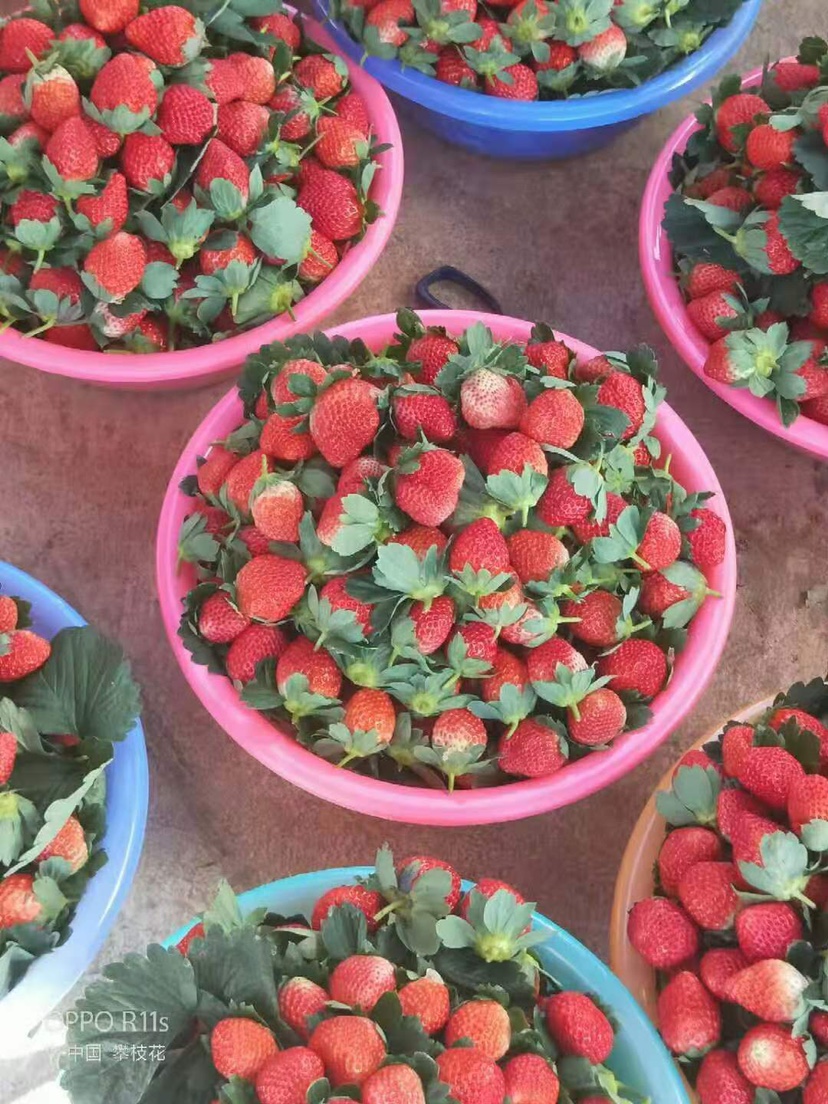 [草莓批发]四川凉山德昌县草莓 108.00元/斤【年货促销】大 _ 一亩田