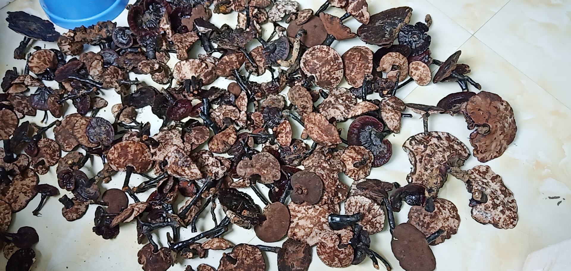 [灵芝批发]广西百色乐业县灵芝 130.00元/斤今年的纯野生灵 _ 一亩田