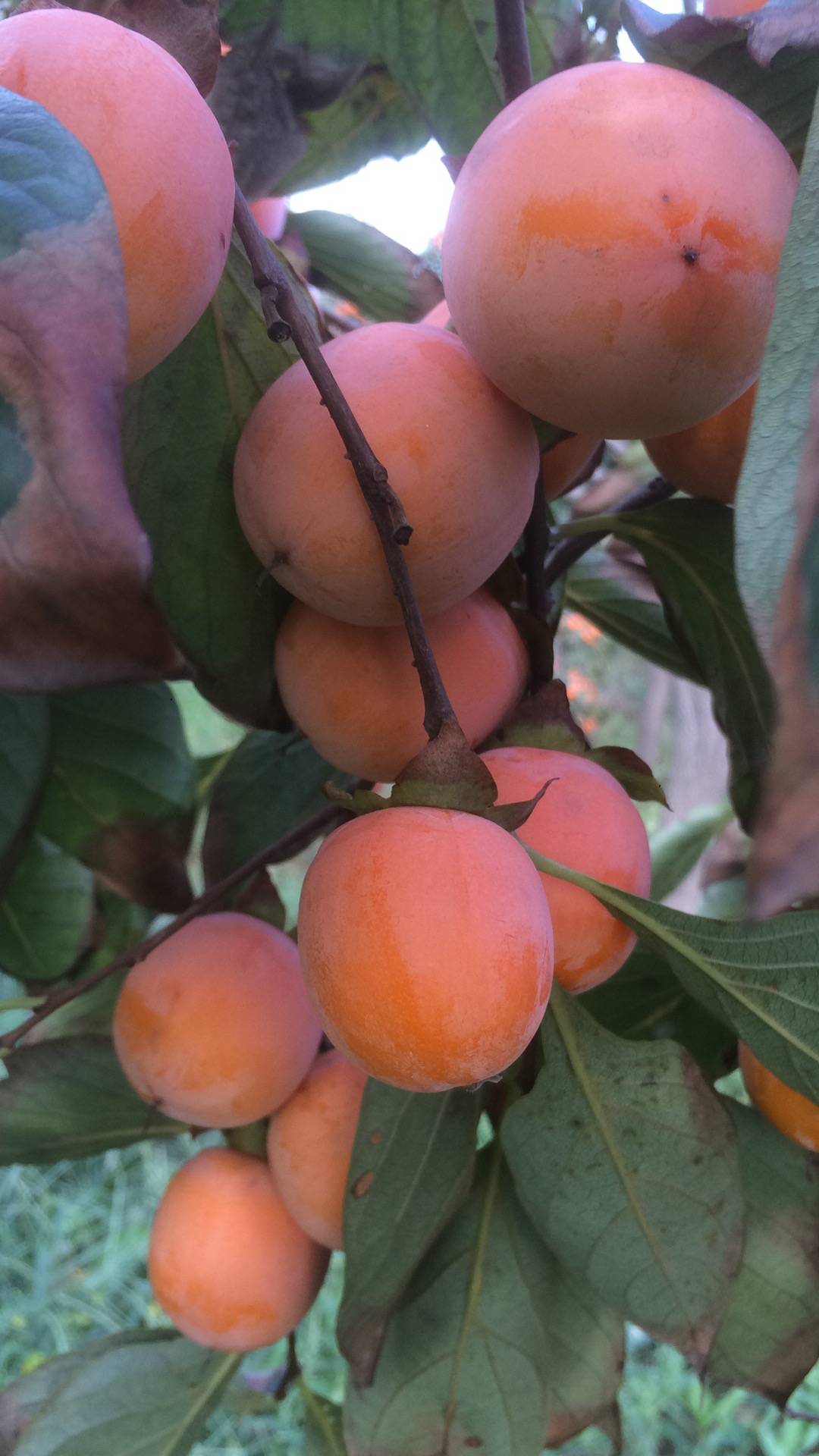 [红柿批发]河南焦作山阳区柿子 0.80元/斤柿子 _ 一亩田