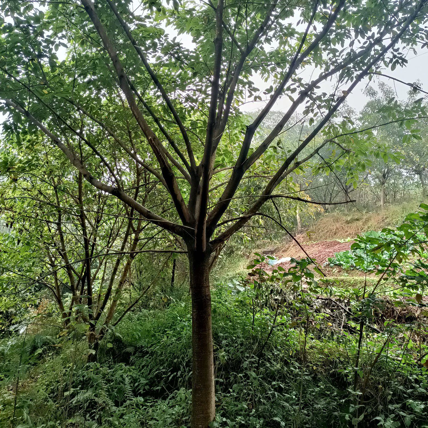 [黄葛树批发]四川宜宾屏山县黄葛树 450.00元/棵黄葛树 _ 一亩田