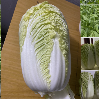 云南昭通绥江县娃娃菜价格行情走势 - 一亩田