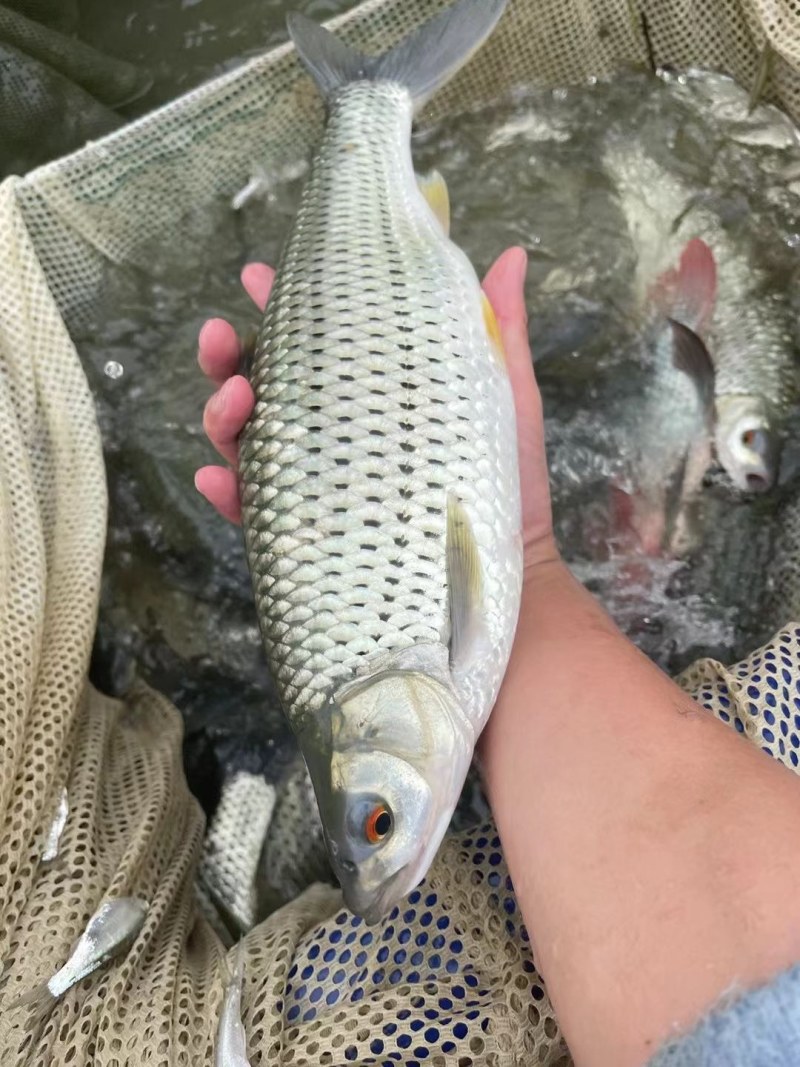 [批发]广西贵港平南县 15.00元/斤赤眼鱼 _ 一亩田