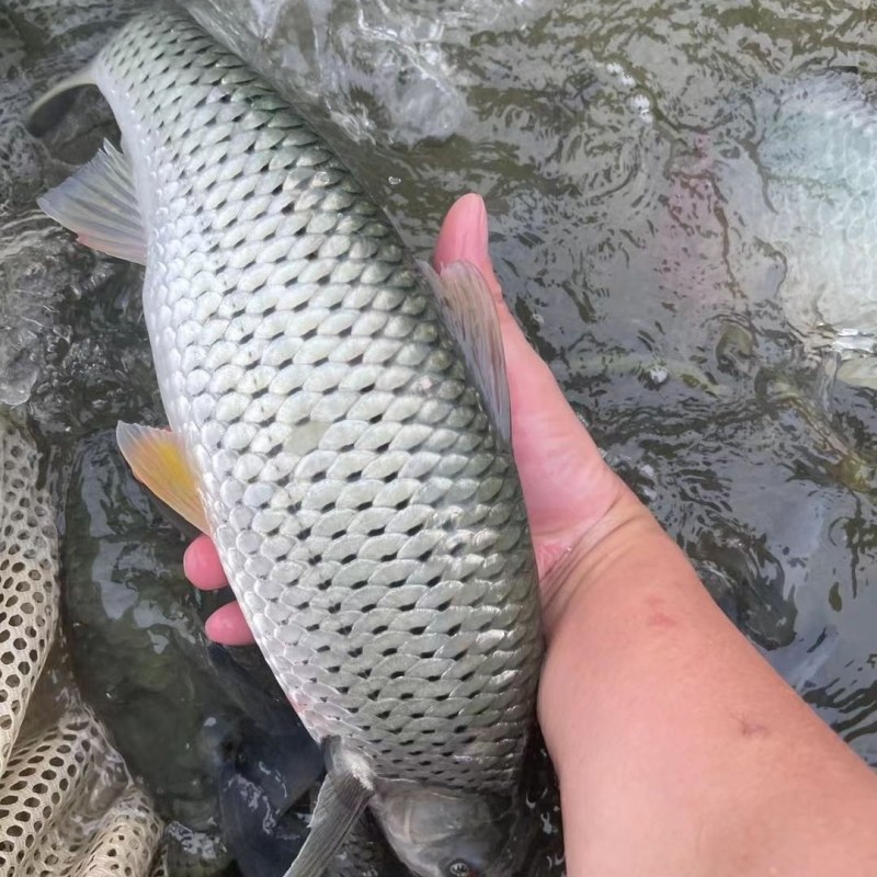 [批发]广西贵港平南县 15.00元/斤赤眼鱼 _ 一亩田