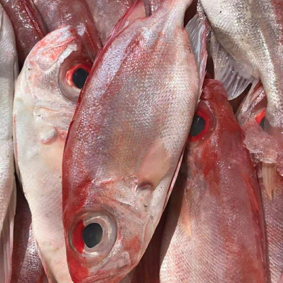 [批发]广西北海海城区 13.00元/斤红目鲢大眼鸡鱼 新鲜海鱼 _ 一亩田