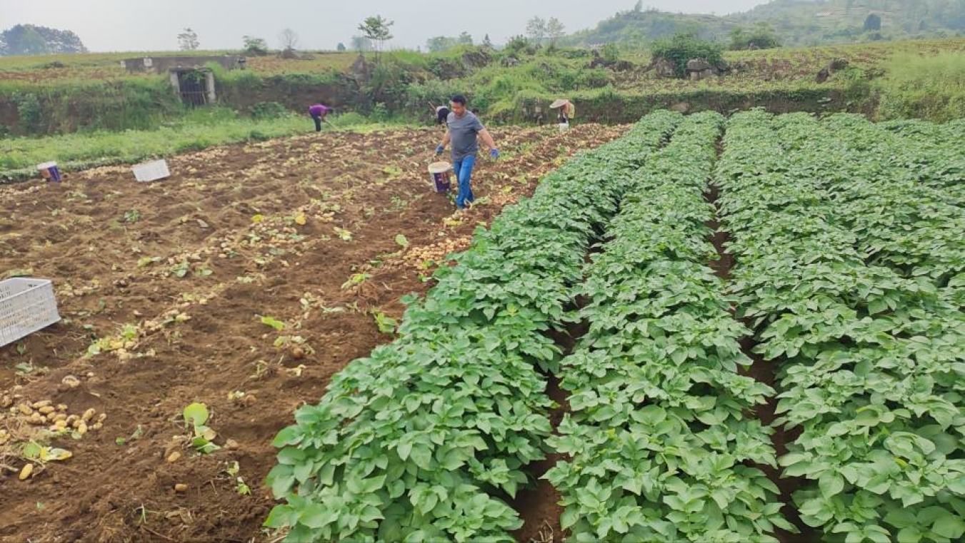 马尔济斯可以吃土豆吗？全面解析与种养殖技术指导 - 一亩田