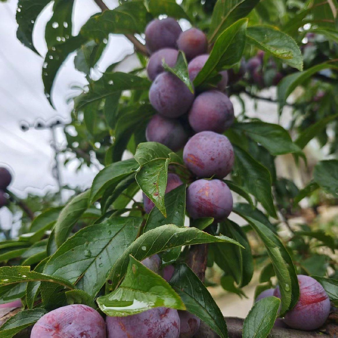 [脆红李子批发]四川宜宾屏山县李子 3.00元/斤脆红李，好吃嘎 _ 一亩田