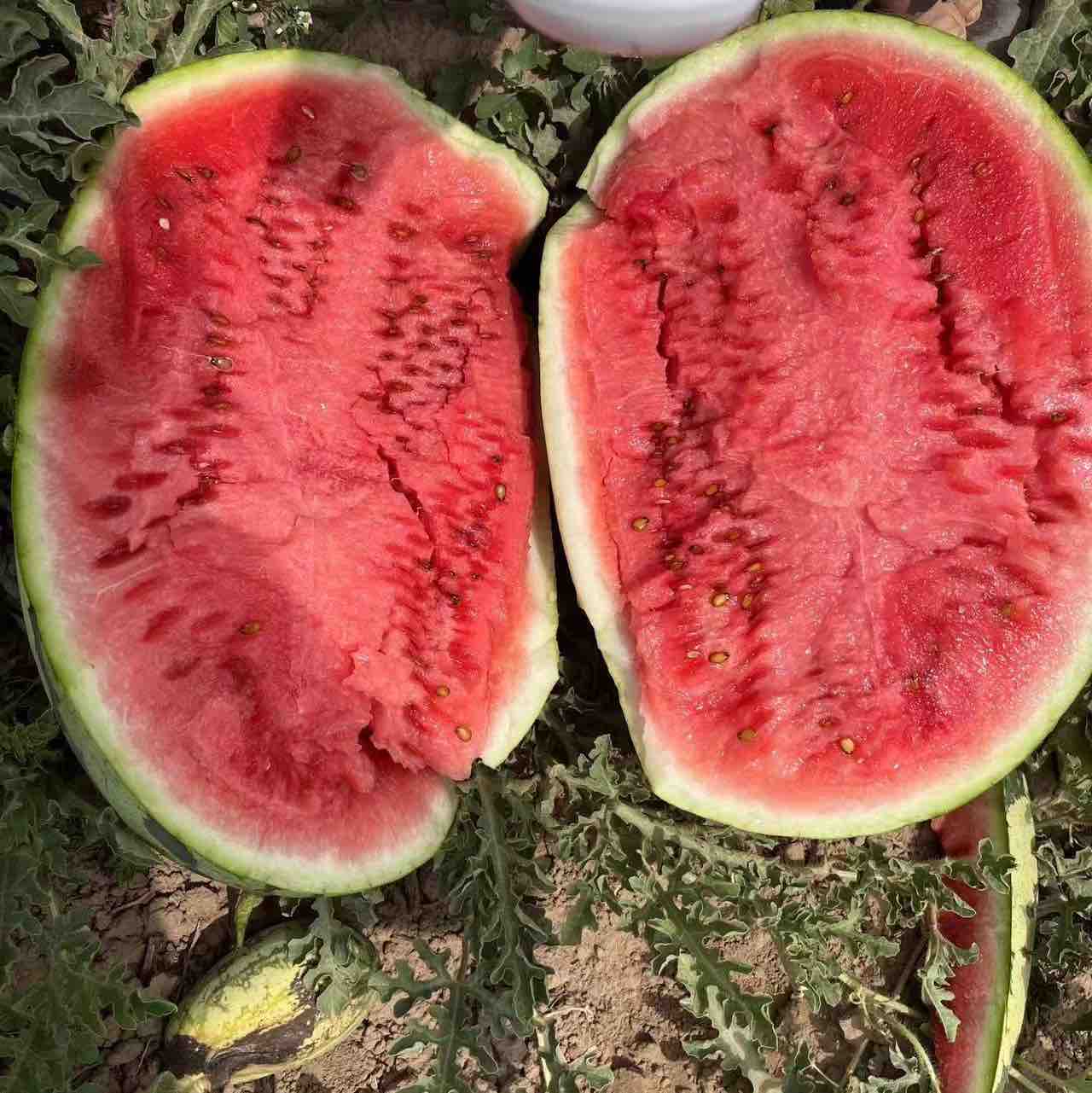 [硒砂瓜批发]宁夏中卫沙坡头区西瓜 0.48元/斤宁夏中卫产地 _ 一亩田