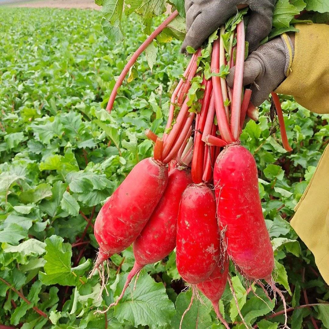 [红皮萝卜批发]四川绵阳三台县萝卜 0.30元/斤红皮萝卜 泡萝 _ 一亩田