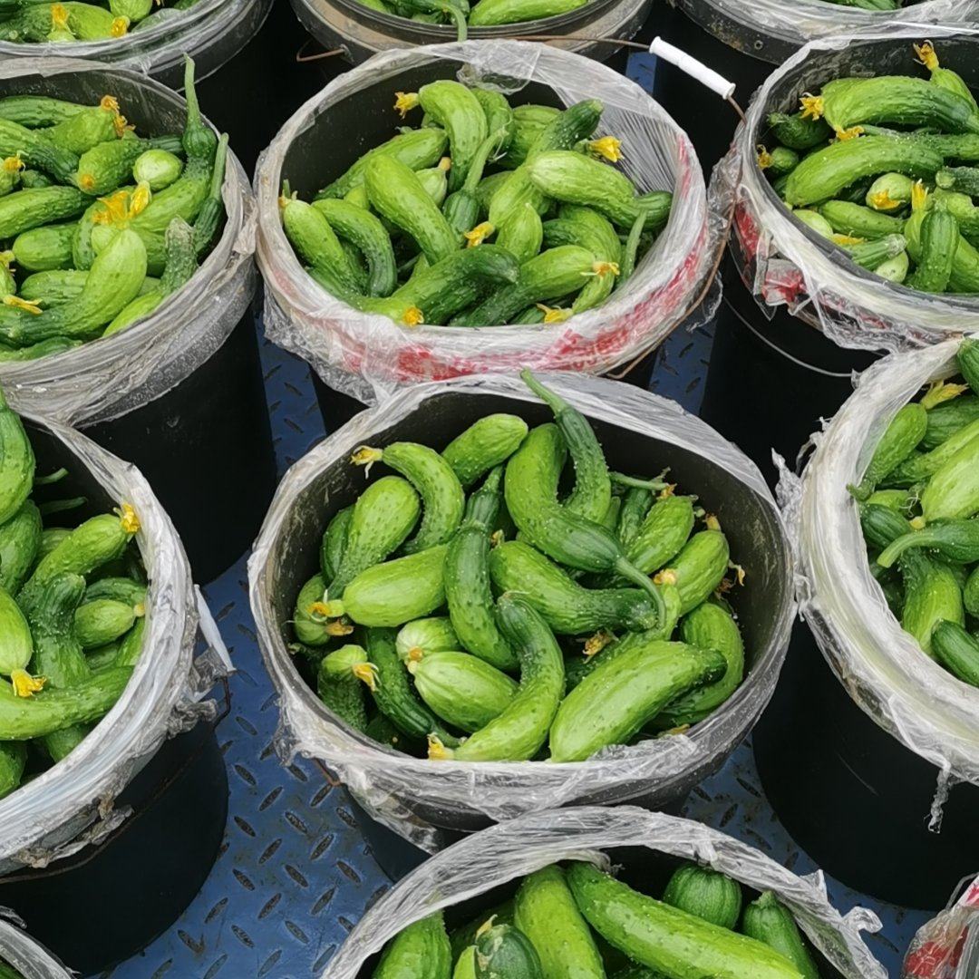 [小黄瓜批发]辽宁葫芦岛绥中县黄瓜 0.50元/斤0.5 _ 一亩田