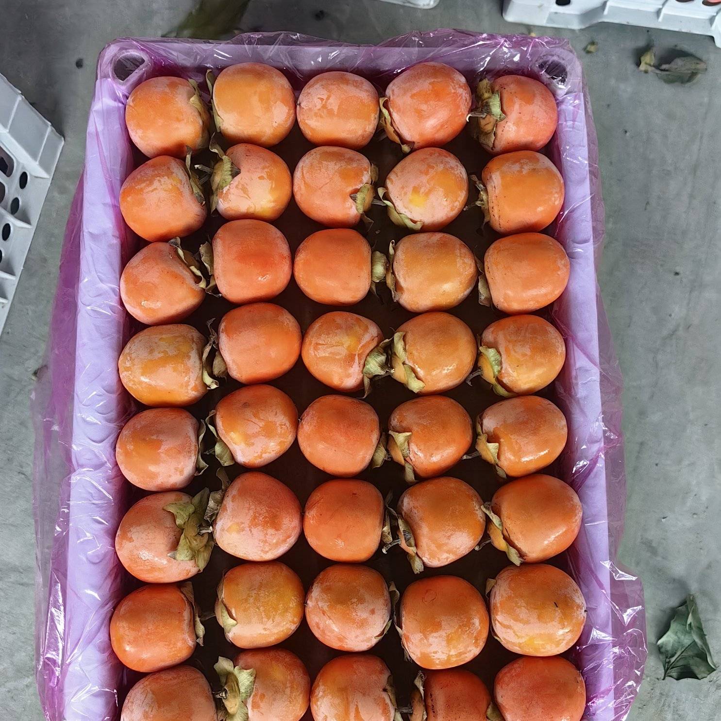 [吊红柿子批发]山西运城永济市柿子 1.20元/斤吊红，早吊红， _ 一亩田