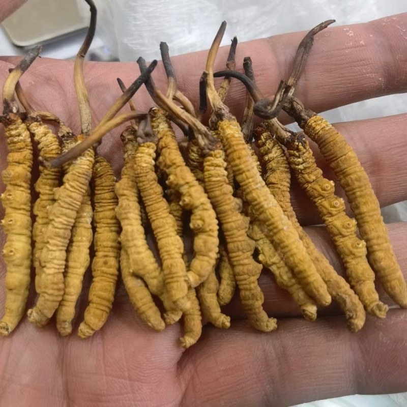 [冬虫夏草批发]西藏那曲比如县虫草 78.00元/克那曲精品虫草 _ 一亩田