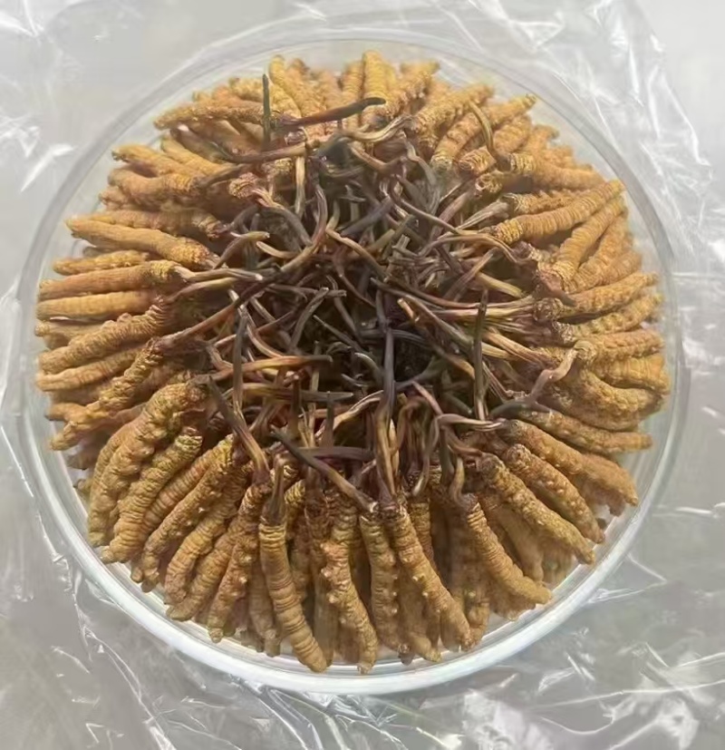 [冬虫夏草批发]西藏那曲比如县虫草 78.00元/克那曲精品虫草 _ 一亩田