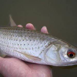 [赤眼鳟鱼批发]广东惠州惠城区赤眼鳟鱼 13.00元/斤赤眼鱼淡 _ 一亩田