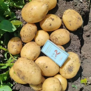 2026年武川县土豆价格走势分析与春节前后行情预测