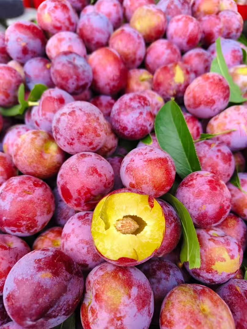 [脆红李子批发]四川阿坝理县李子 2.10元/斤阿坝州红脆李 _ 一亩田